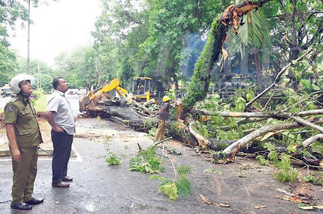 More than 50 trees fall within Colombo city limits - Colombo Times